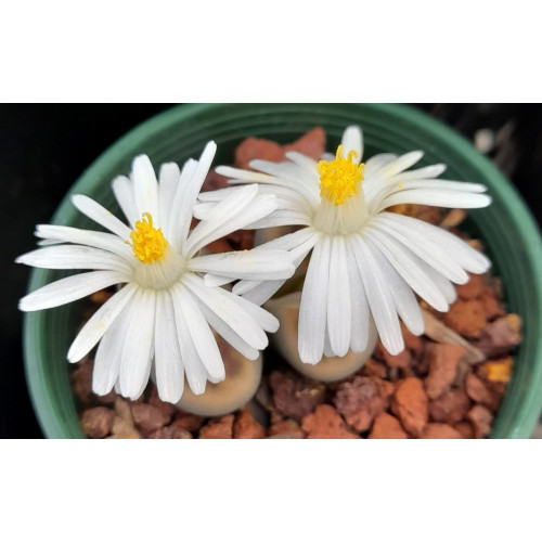 Lava Flow - seed